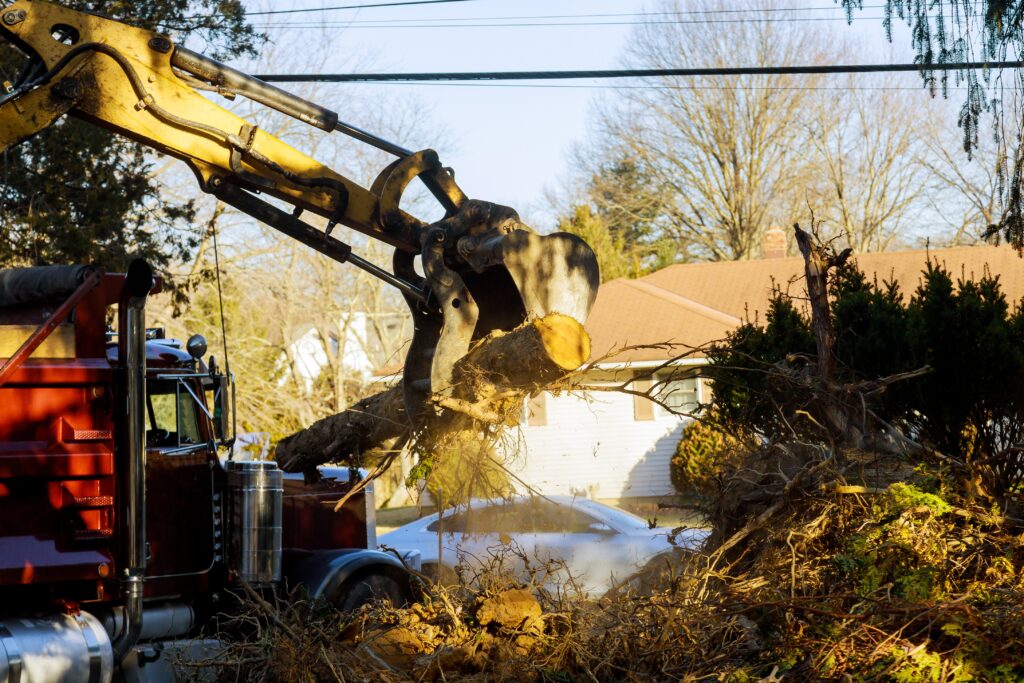 Home - Bellarine Tree Service Group | Ocean Grove, Australia